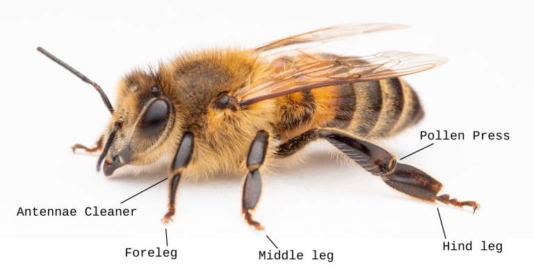 Where Wings End and Work Begins: A Tribute to Bee Feet – Hunters Hives